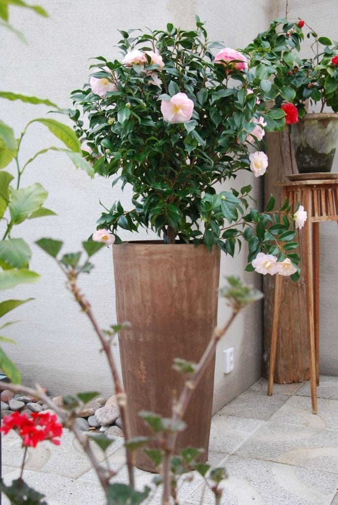 Höga krukor utomhus | Cadabra Design